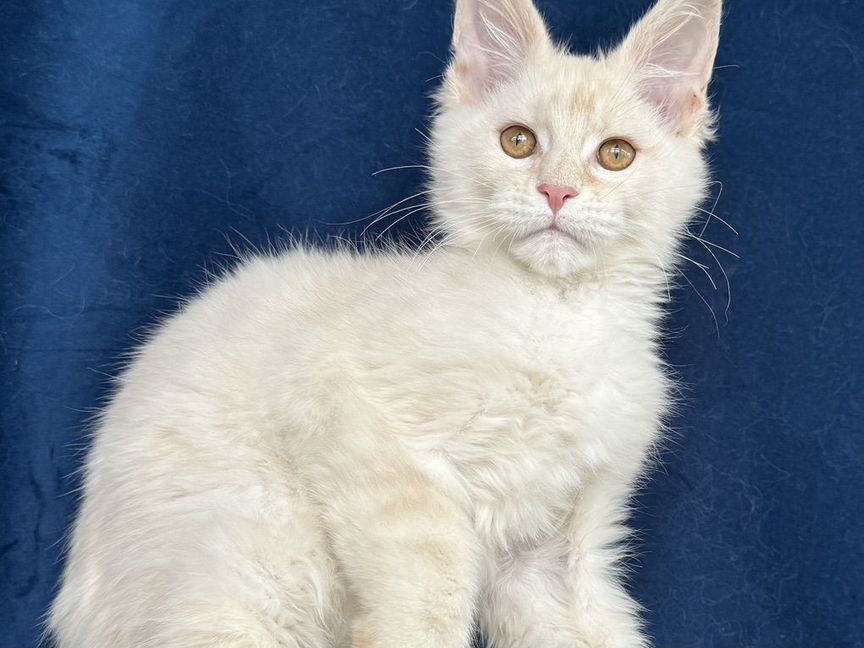Котята мейн-кун
