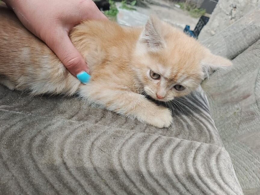 Котята двое