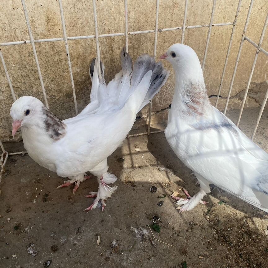 Продам бакинских голубей