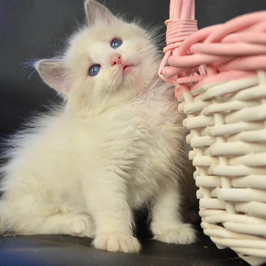 Мальчик регдолл блю биколор