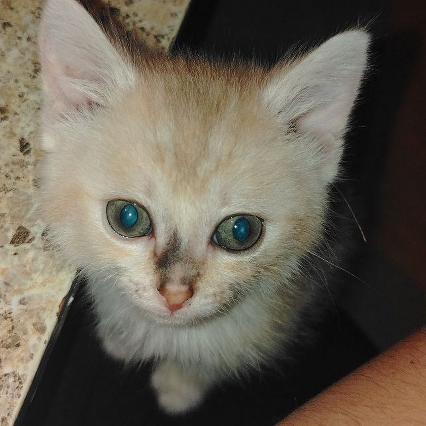 Котёнок в добрые руки