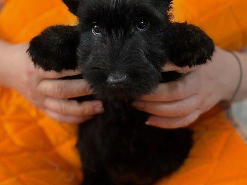Скотч-терьер