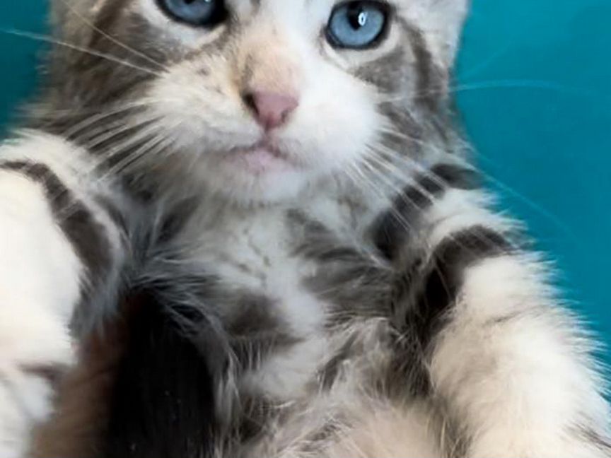 Снежный барс голубоглазый Мейн кун. два месяца