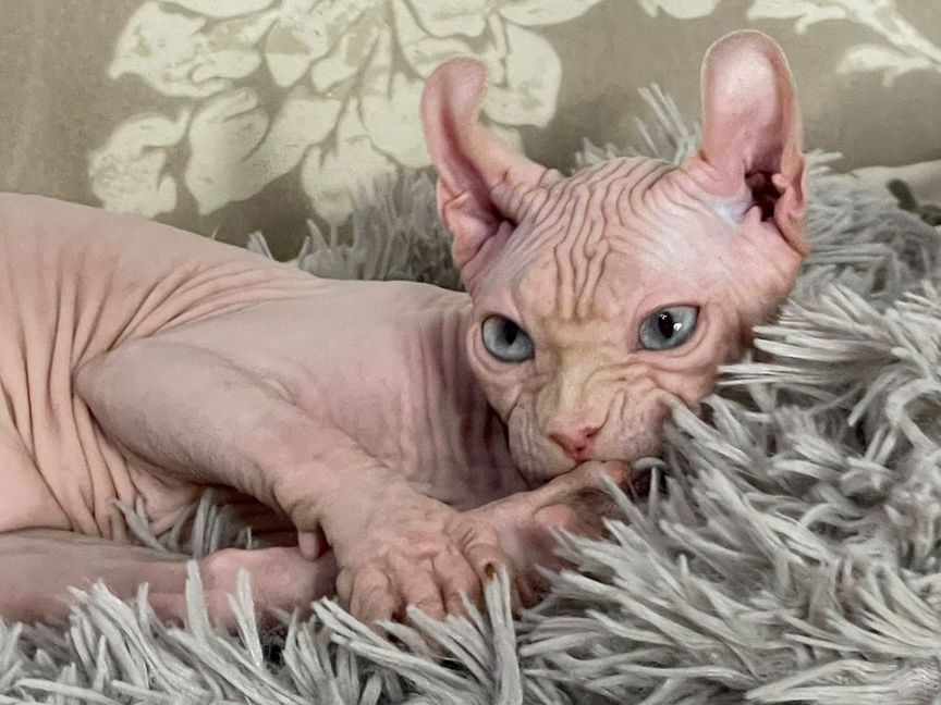 Сфинкс эльф