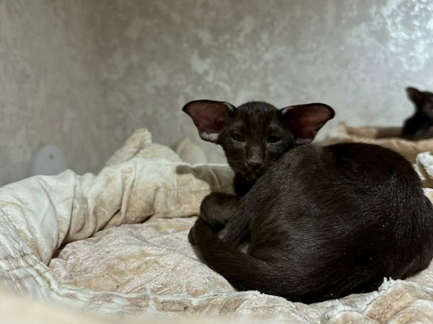 Шикарный котик с документами