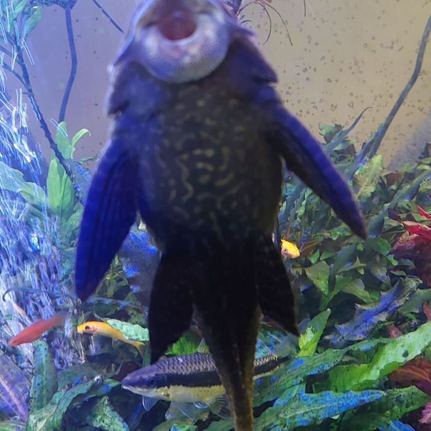 Парчовый сом