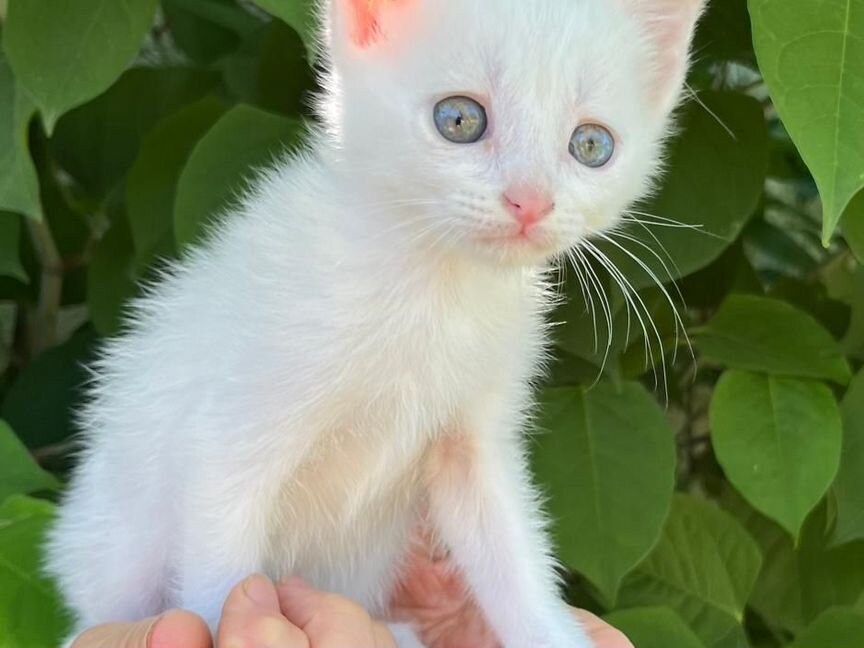 В добрые руки