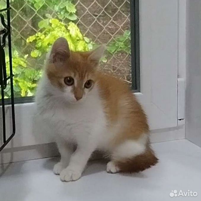 Котëнок Лучик в дар