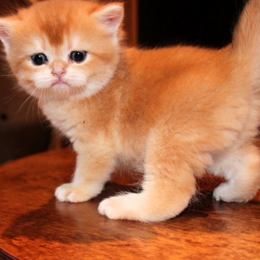 Котенок золотая шотландская шиншилла