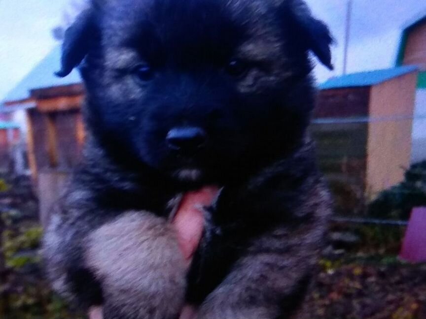 Щенки реальные пацаны