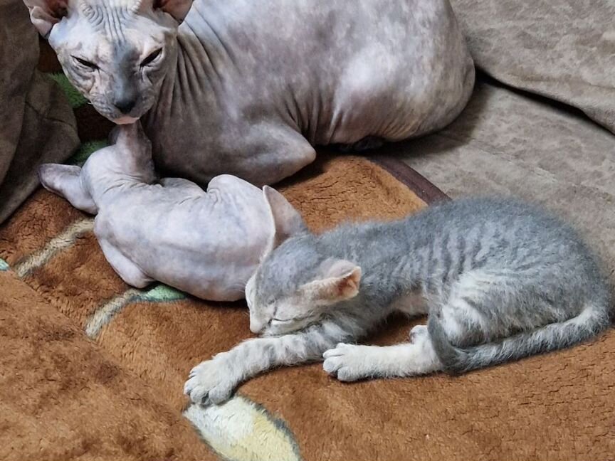 Котик 1.5 мес родители канадские сфинксы