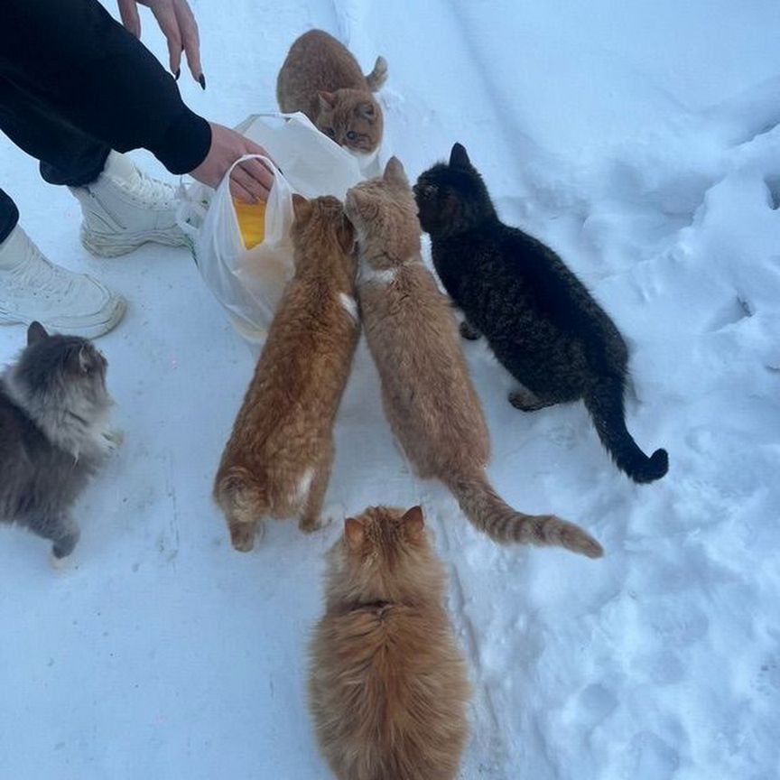 Помогаем бездомным животным