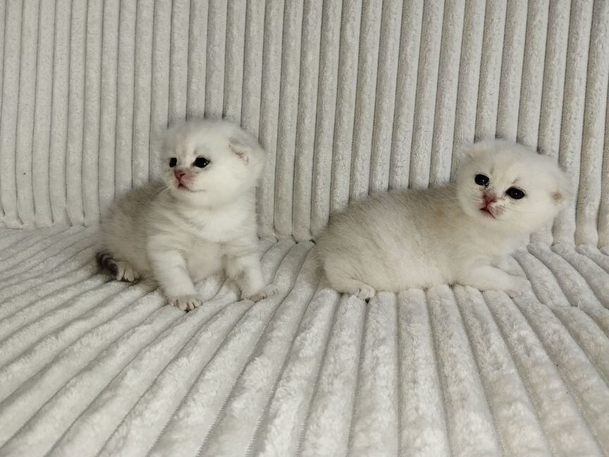Шотландские котята.Девочки