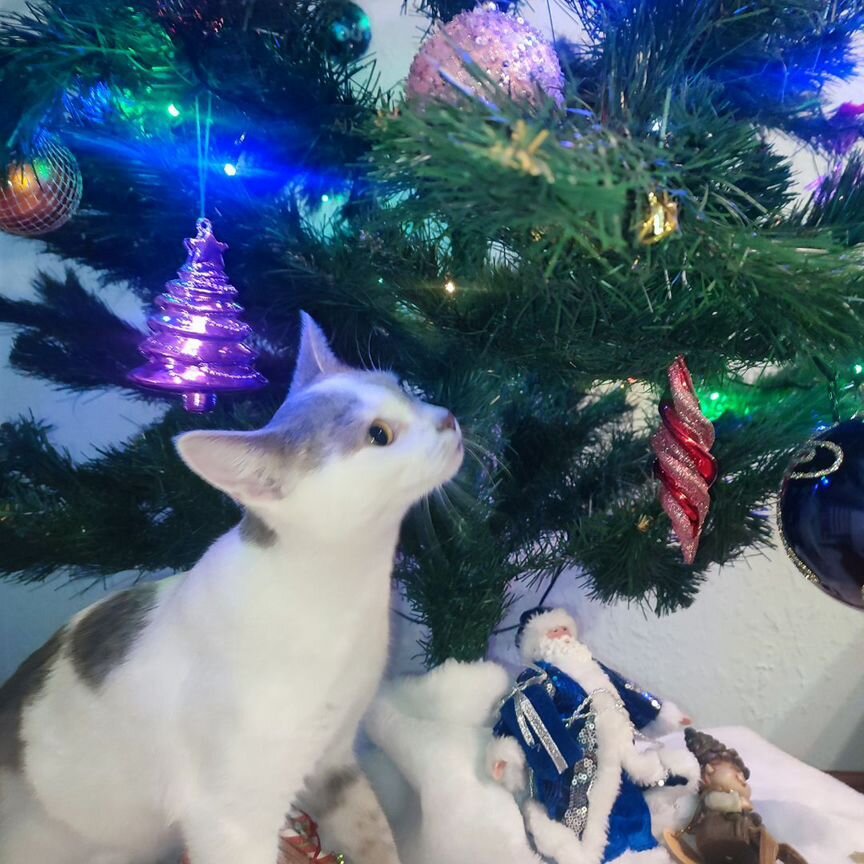 Кошечка в добрые руки