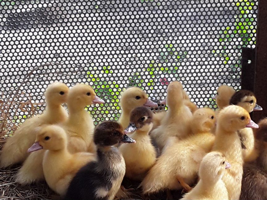 Утки индийский бегунок