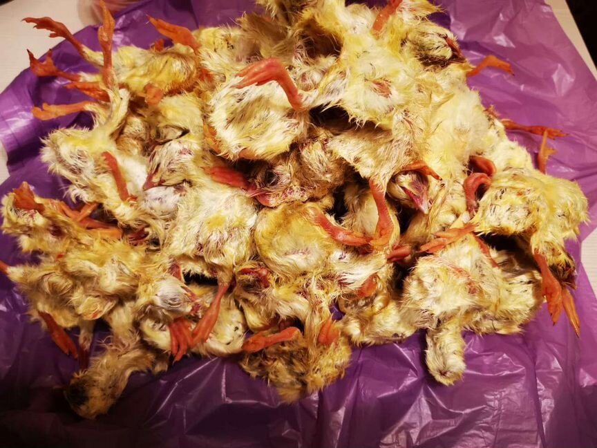 Цыплята суточные на корм