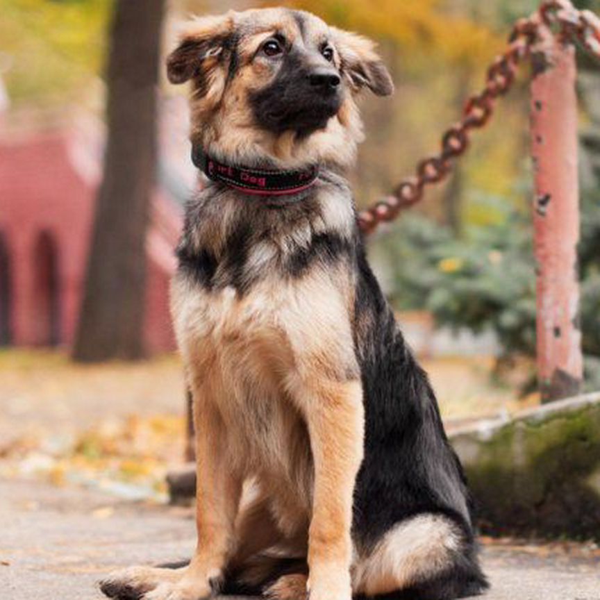 Щенок в добрые руки