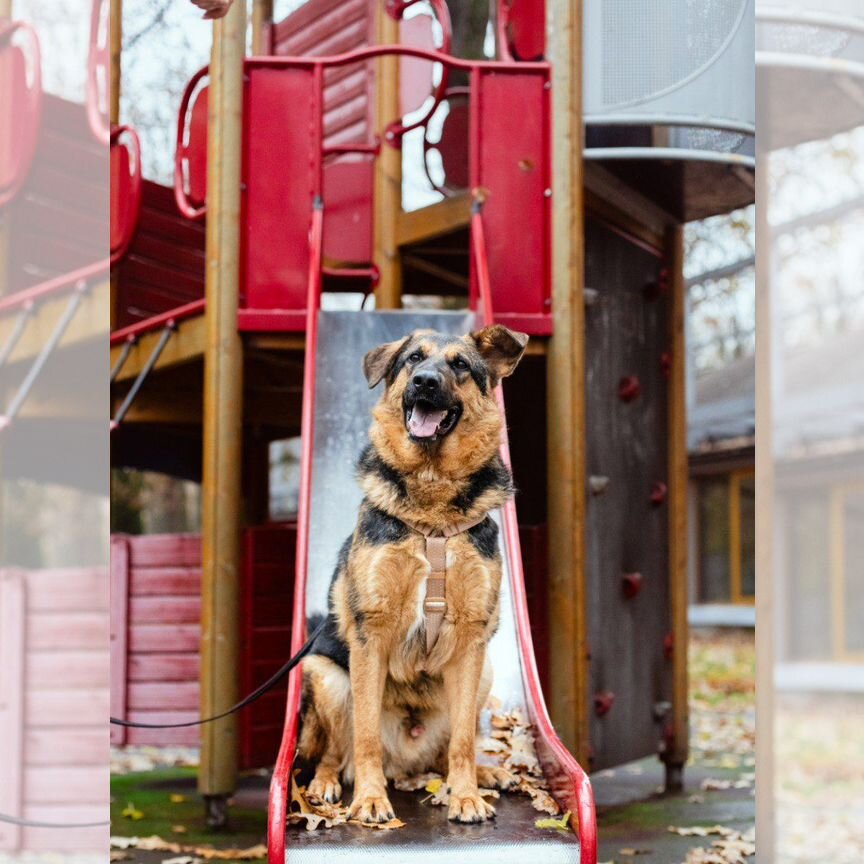 Взрослый пёс в добрые руки