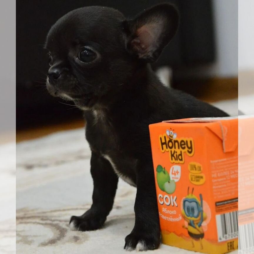 Чихуахуа, щенок