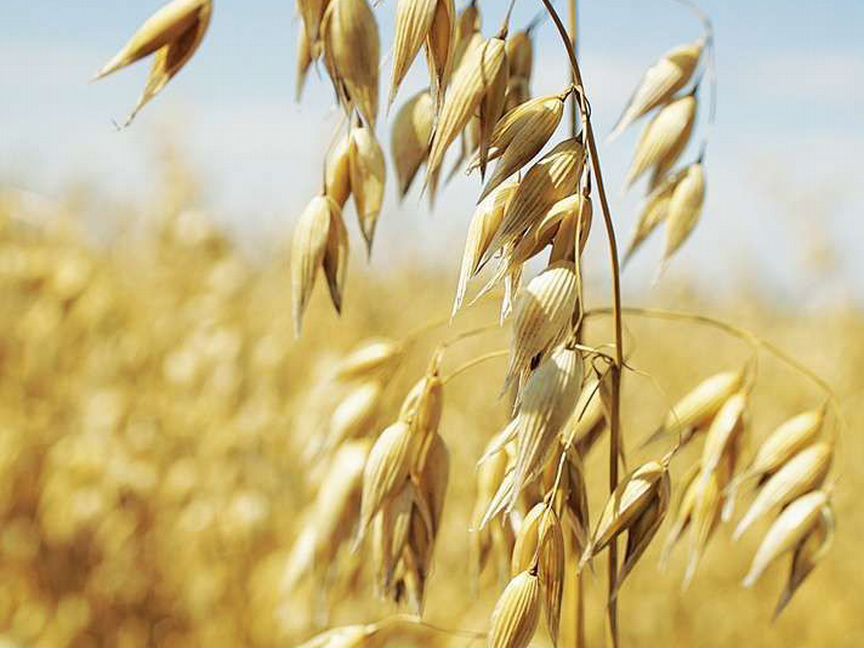 Овес, ячмень, пшеница,просо