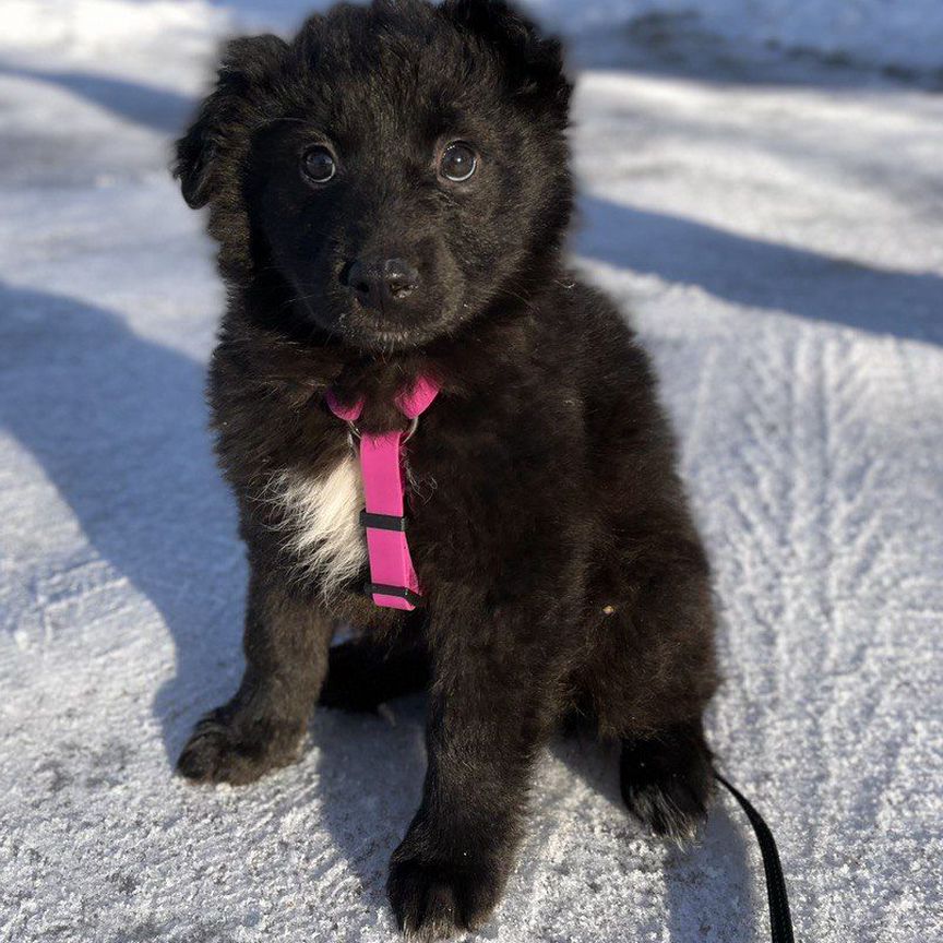Щенок в добрые руки бесплатно маленькая порода