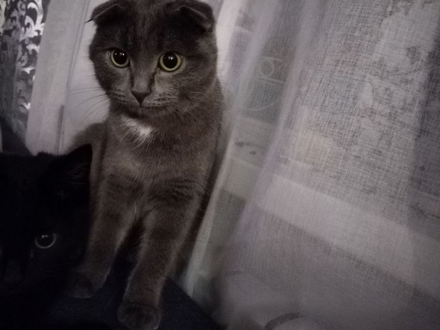 Шотландская вислоухая кошка бесплатно