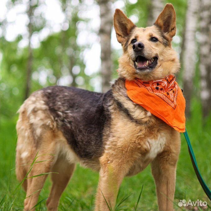 Собака Айка из приюта ищет дом