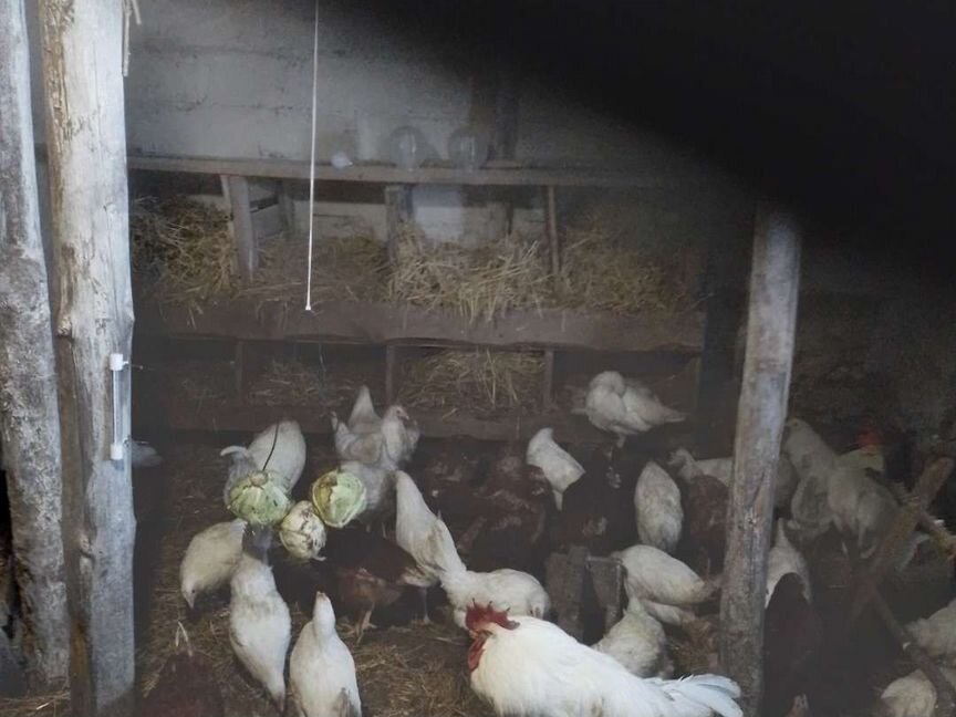 Продам куриц