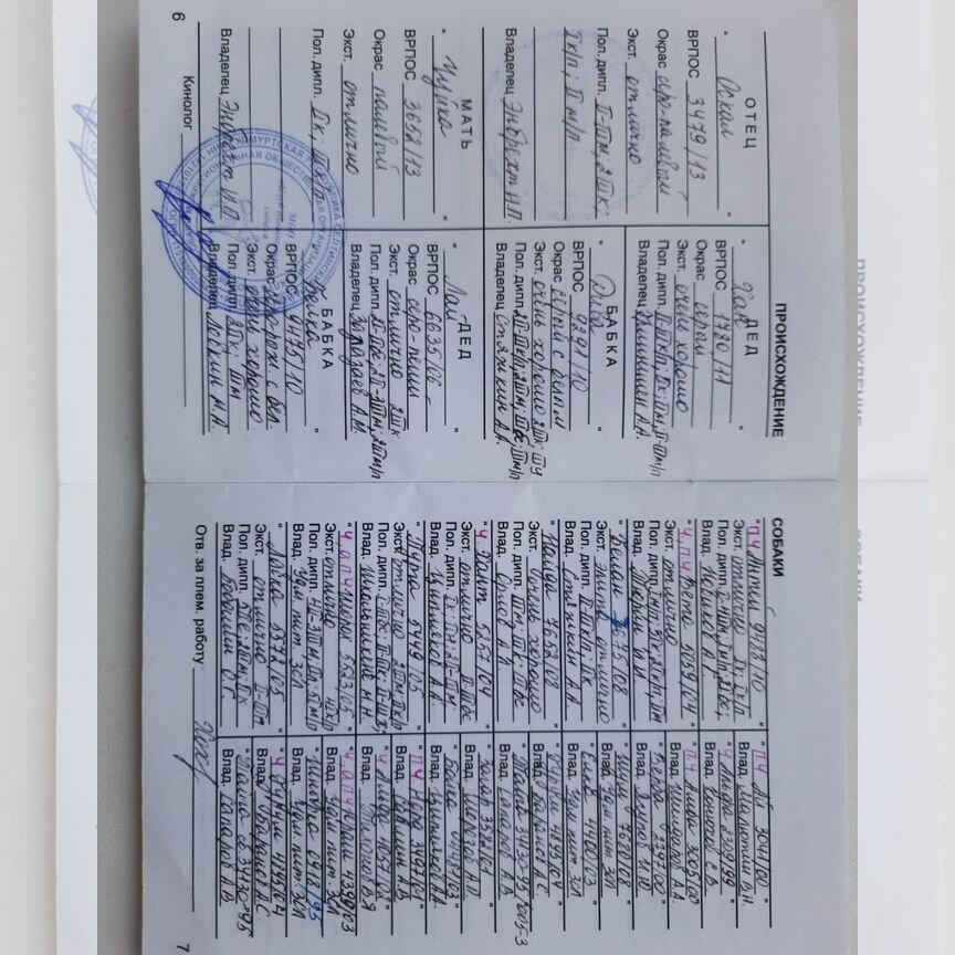 Западносибирская лайка, взрослая собака