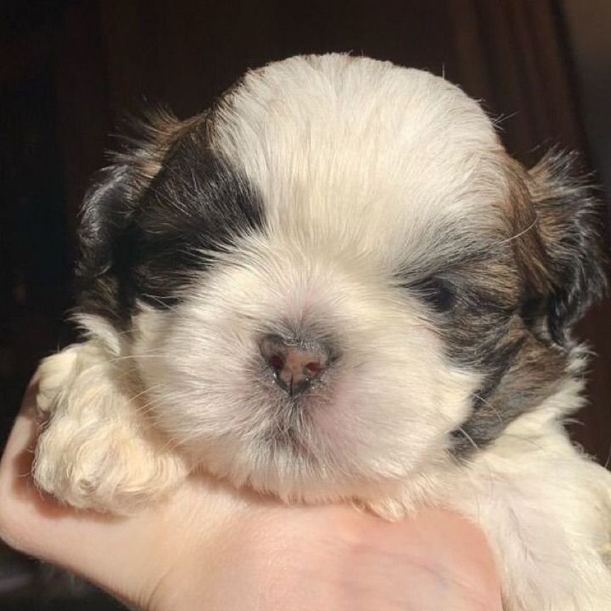 Щенки Ши Тцу