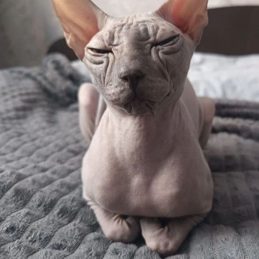 Донской сфинкс, взрослая кошка