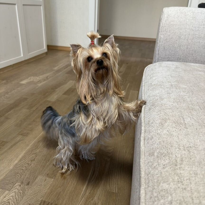 Йоркширский терьер 4 года