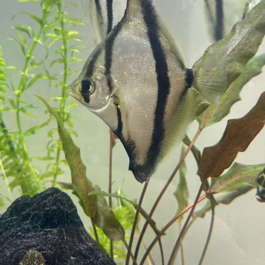 Монодактил себае (аквариумные рыбки)