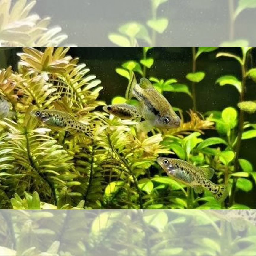 Аквариумные рыбки Амека