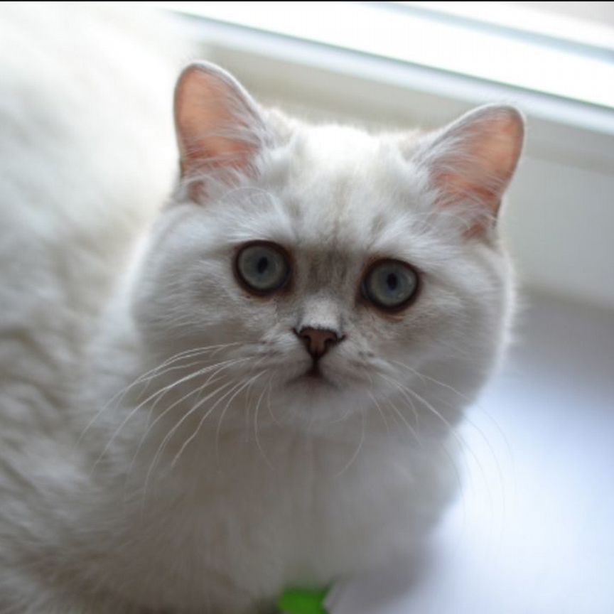 Шотландский котенок