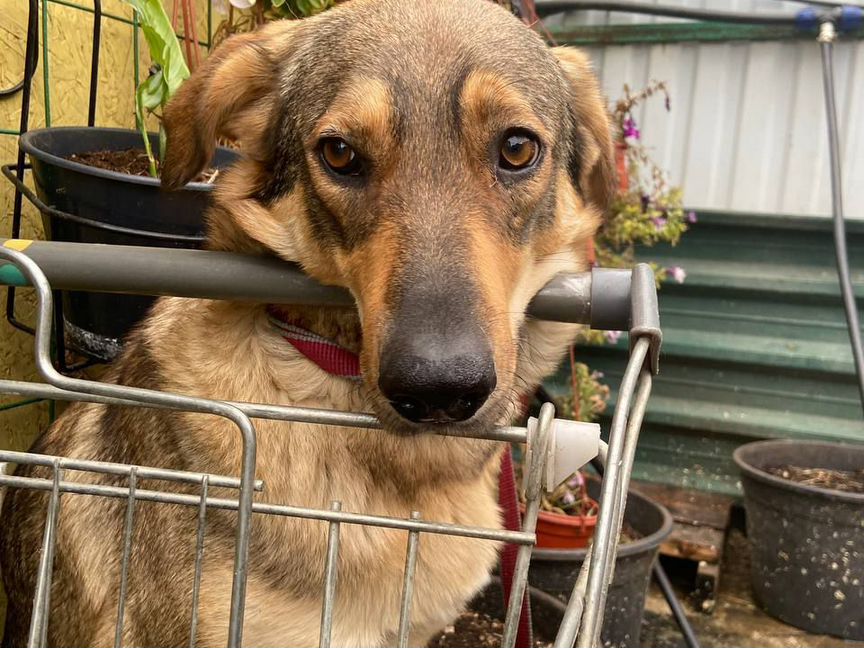 Собака в добрые руки бесплатно ищет дом из приюта