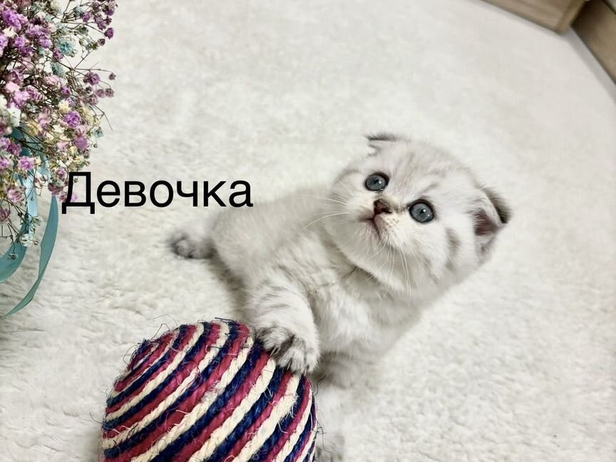 Шотландские котята