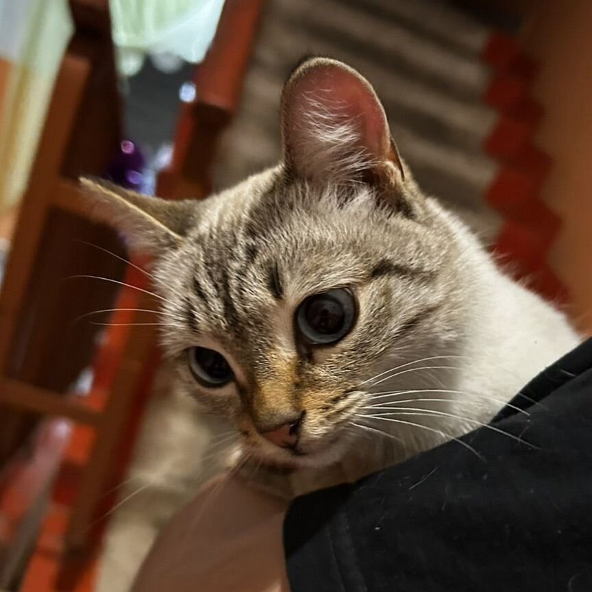 Сиамский котёнок