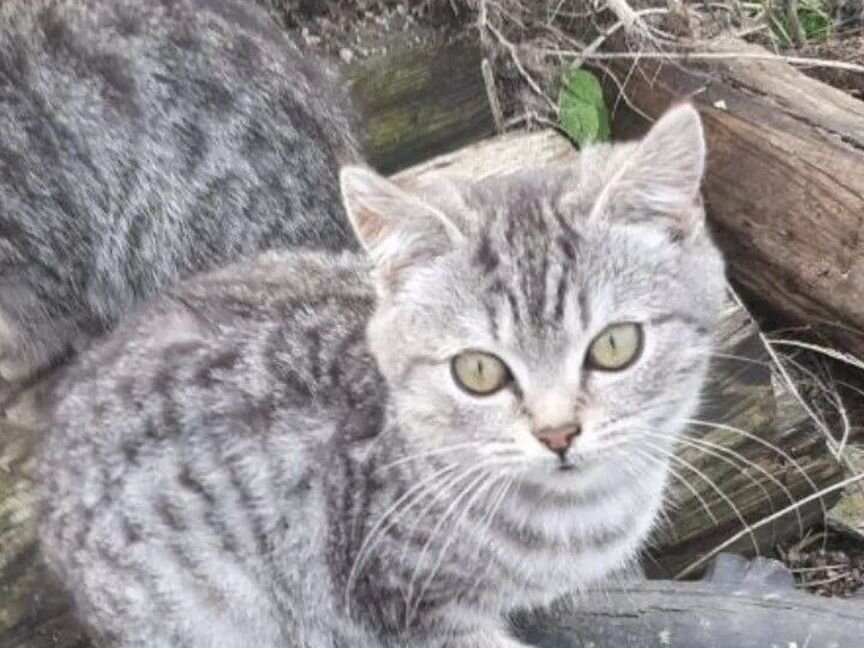 Котенок в добрые руки