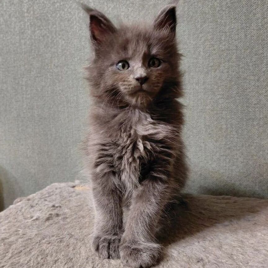 Мейн-кун котёнок