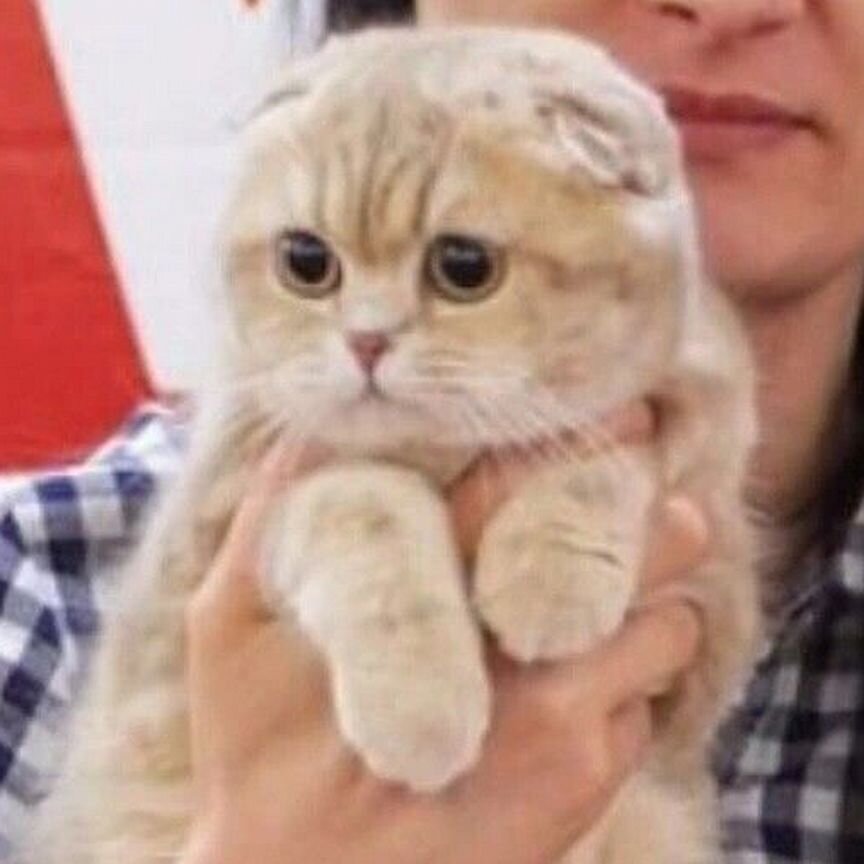 Шотландская вислоухая короткошёрстная кошка, взрослая