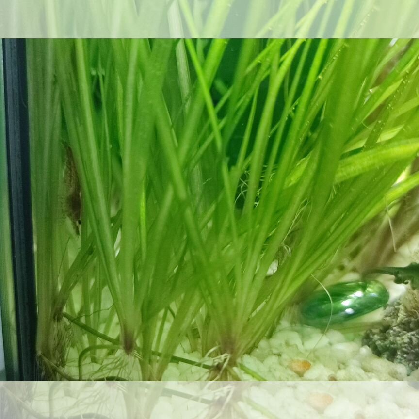 Валлиснерия гигантская