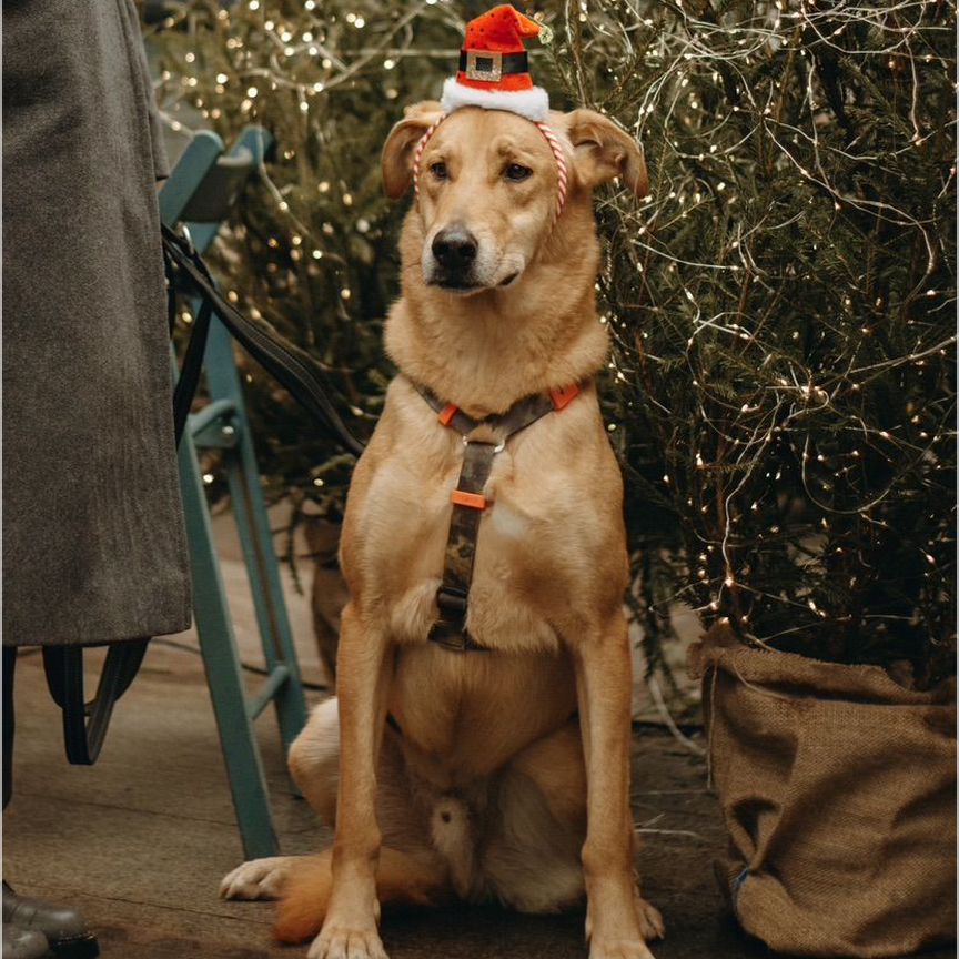 Взрослая собака в добрые руки