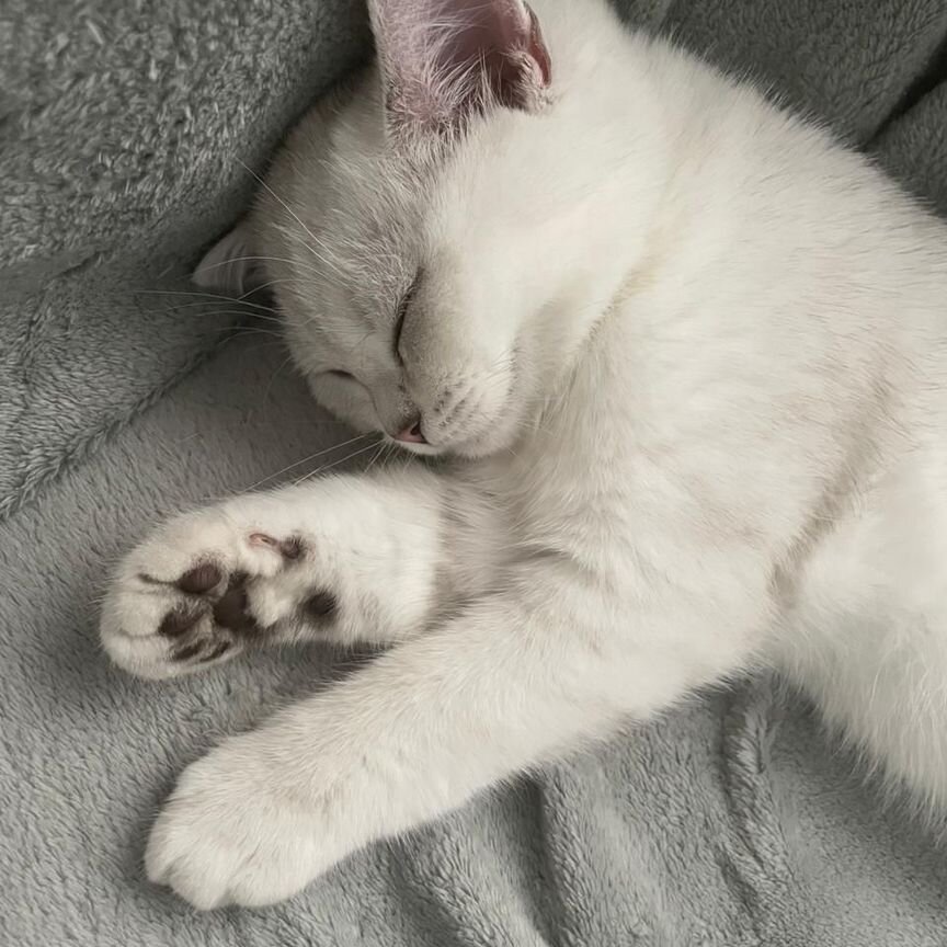 Кошка