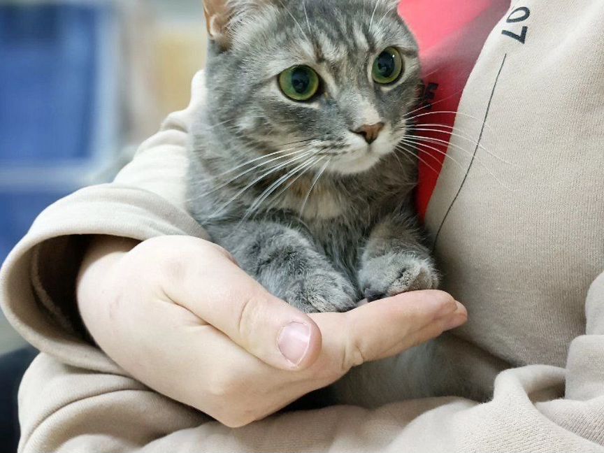 Нежная ласковая кошечка