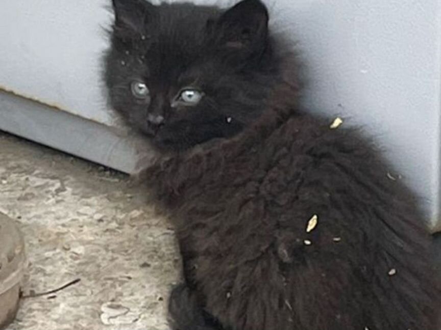 Черный пушистый котенок