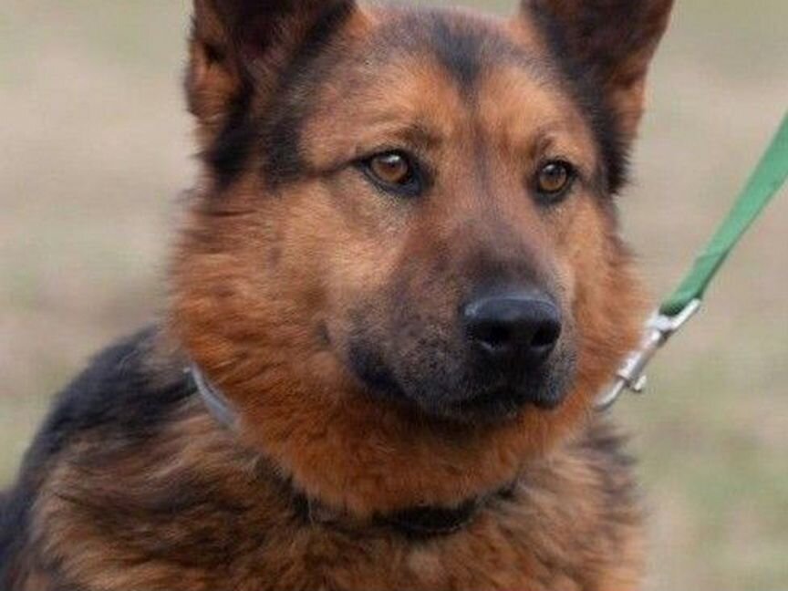 Бофур- шикарный пес, присмотритесь к нему