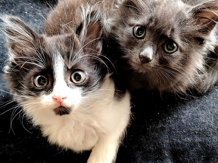 Котята в добрые руки. Пушистики Вилли и Валли
