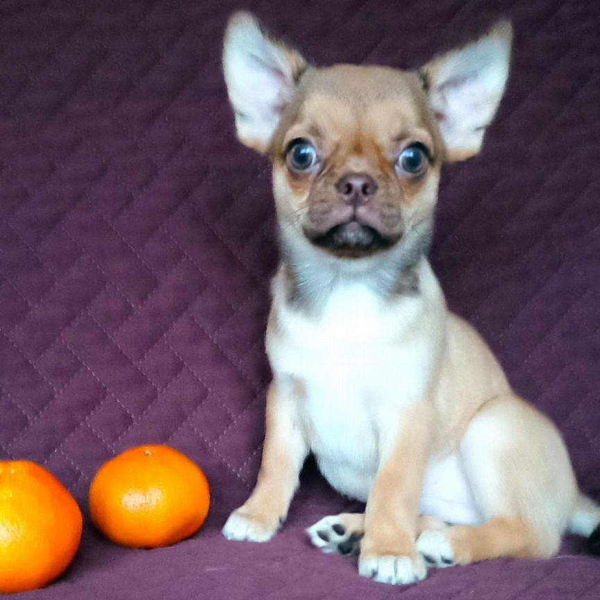 Чихуахуа, щенок