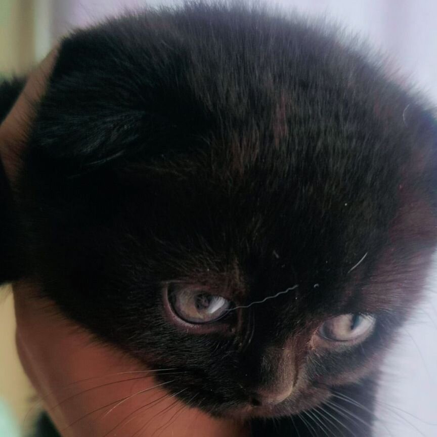 Шотландский вислоухий короткошёрстный котёнок